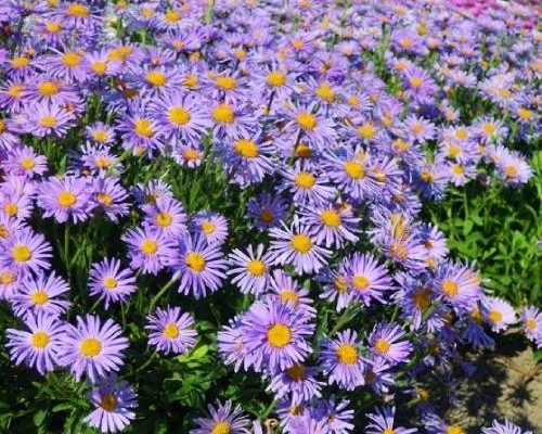 ASTER ALPINUS 'LIGHT BLUE' | Grand Garden