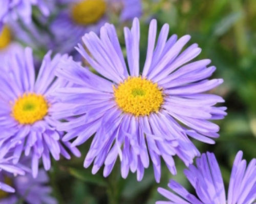 ASTER ALPINUS 'LIGHT BLUE' | Grand Garden